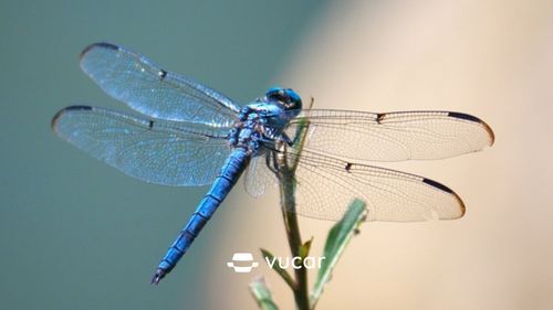 Mơ thấy chuồn chuồn đánh con gì, mang điềm báo lành hay dữ?